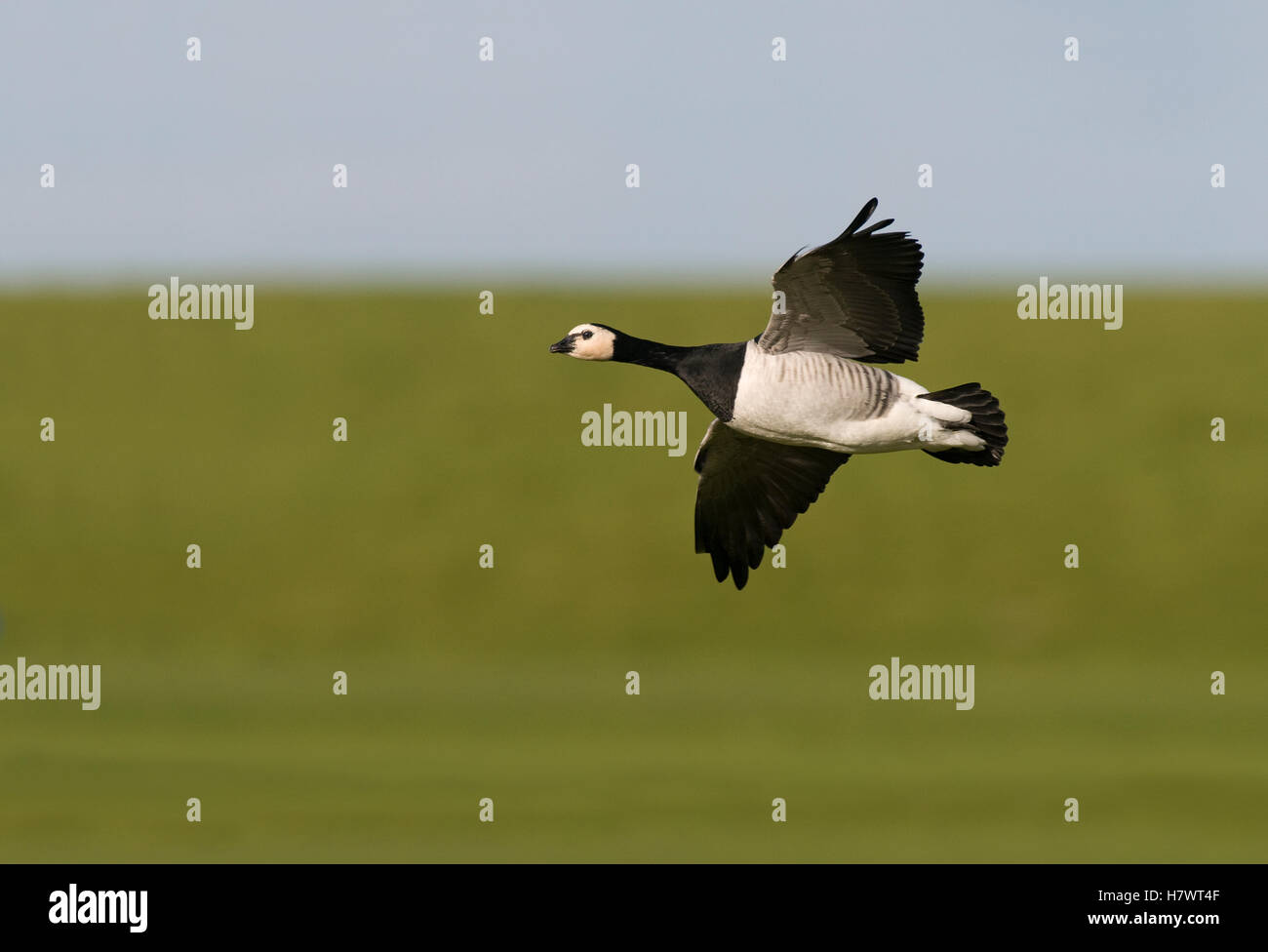 Barnacle Goose (Branta leucopsis) flying, Lauwersmeer, Friesland ...