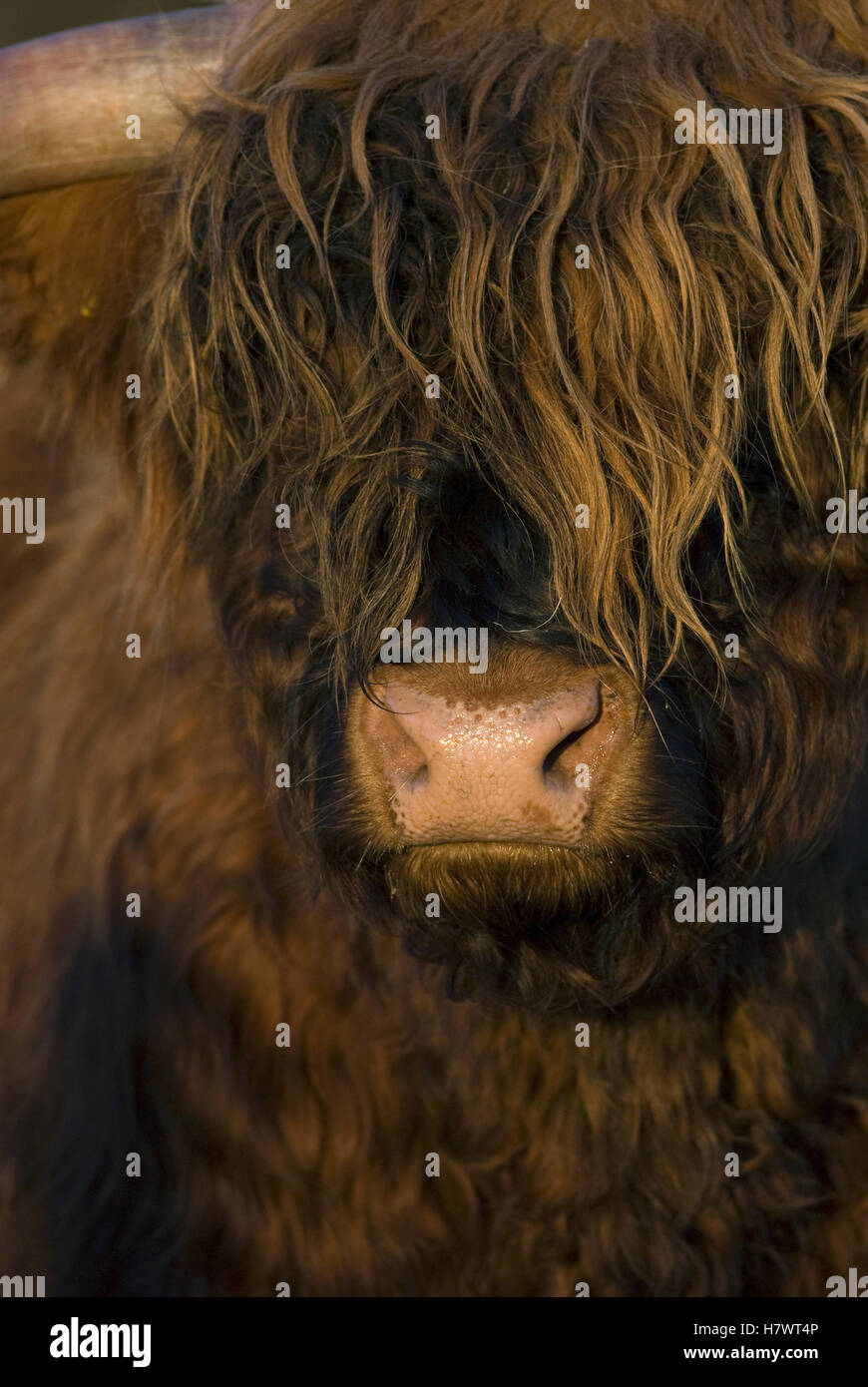 Domestic Cattle (Bos taurus), Highland breed, Groningen, Netherlands ...