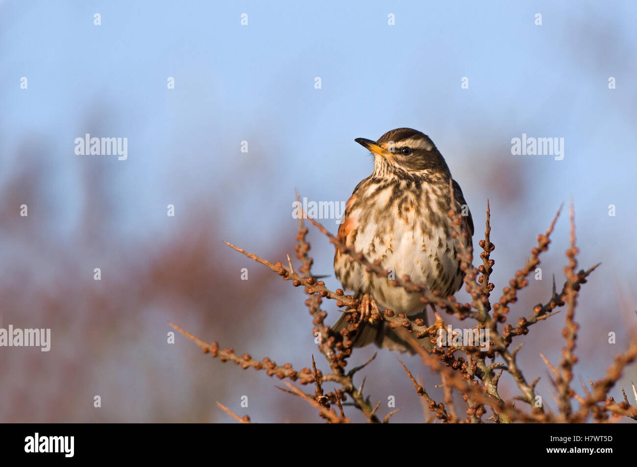 Redwing (Turdus iliacus) perching on Common Seabuckthorn (Hippophae ...