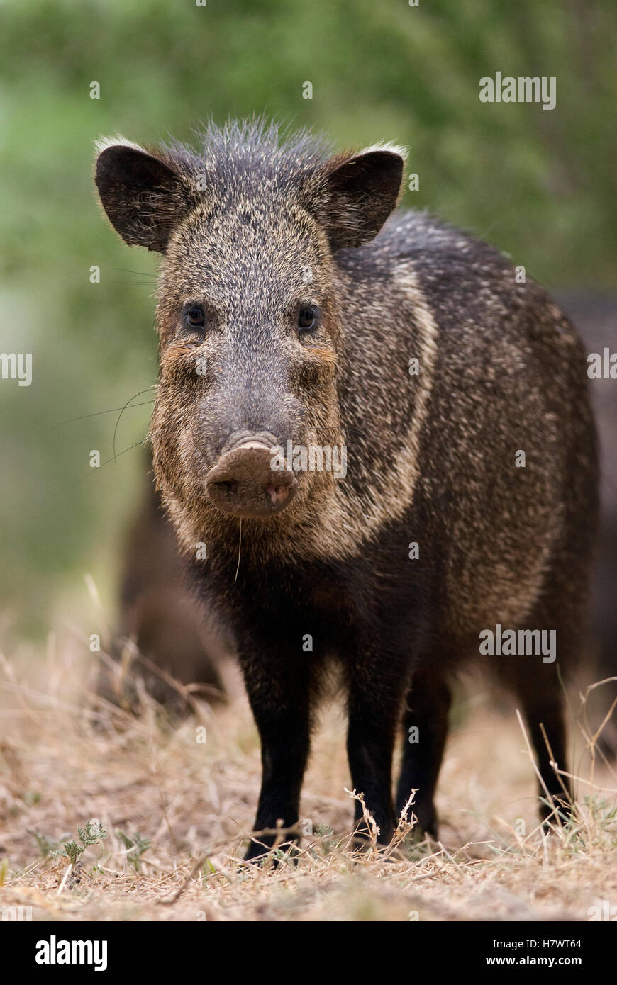 Collared Peccary (Tayassu tajacu), Texas Stock Photo - Alamy