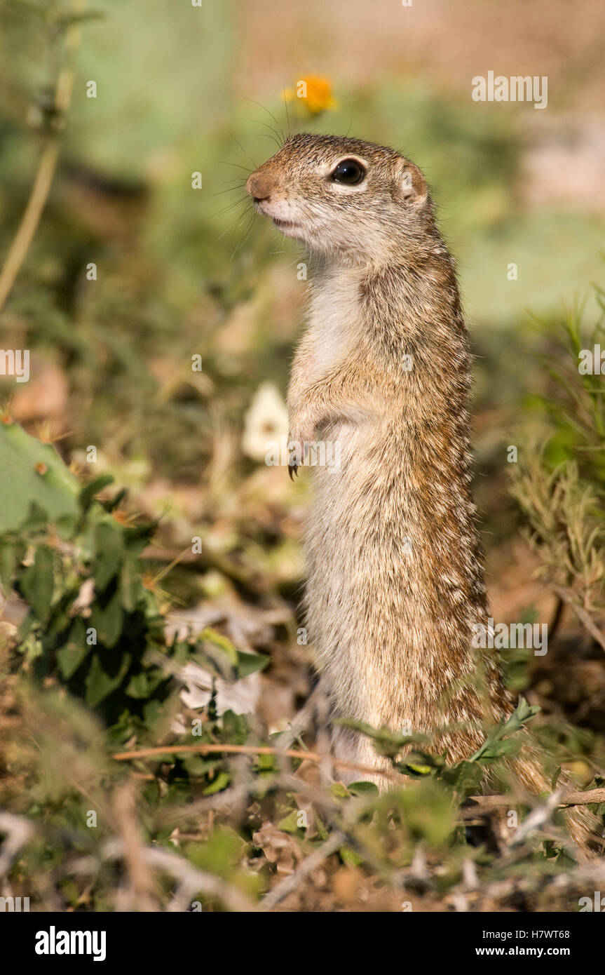 Thirteen-lined Ground Squirrel (Spermophilus tridecemlineatus) standing upright, Texas Stock ...