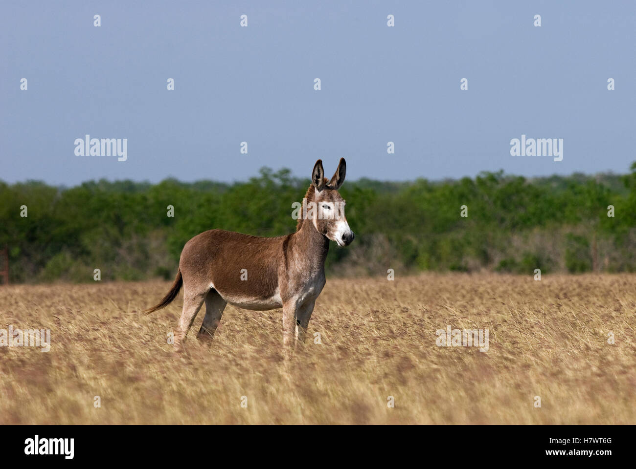 Donkey (Equus asinus), Texas Stock Photo - Alamy