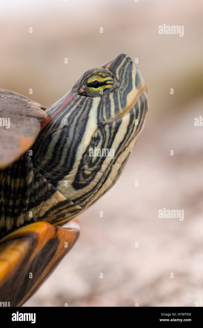 Red-eared Slider (Trachemys scripta elegans), Texas Stock Photo - Alamy