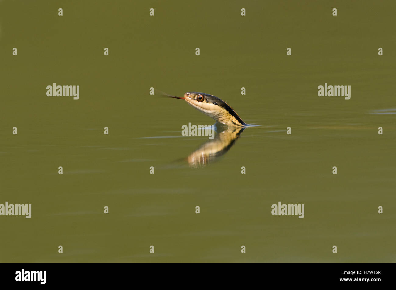 Common Garter Snake (Thamnophis sirtalis) swimming, Texas Stock Photo ...