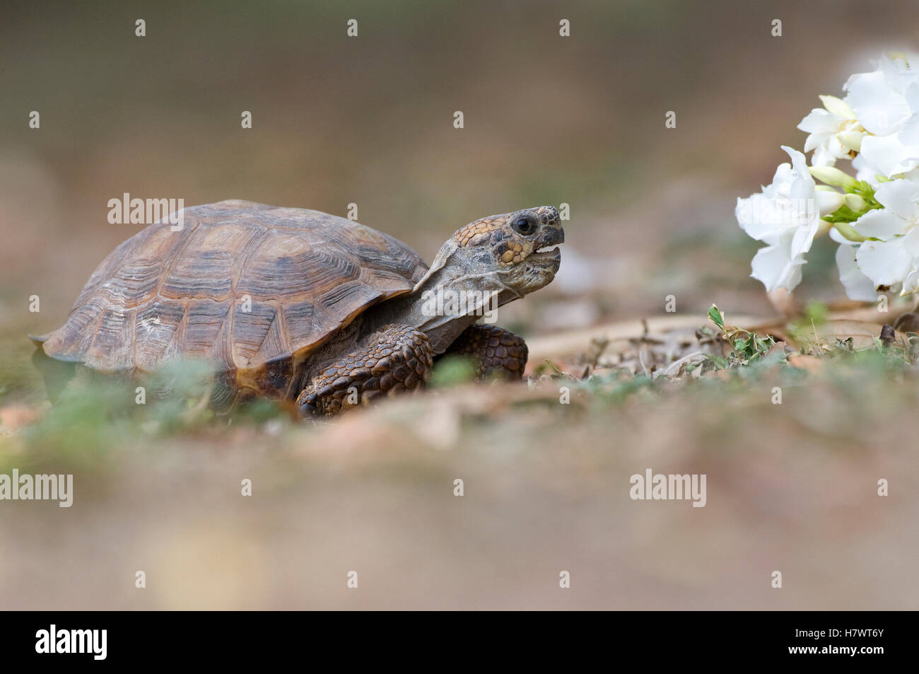 Texas Tortoise (Gopherus berlandieri), Texas Stock Photo - Alamy