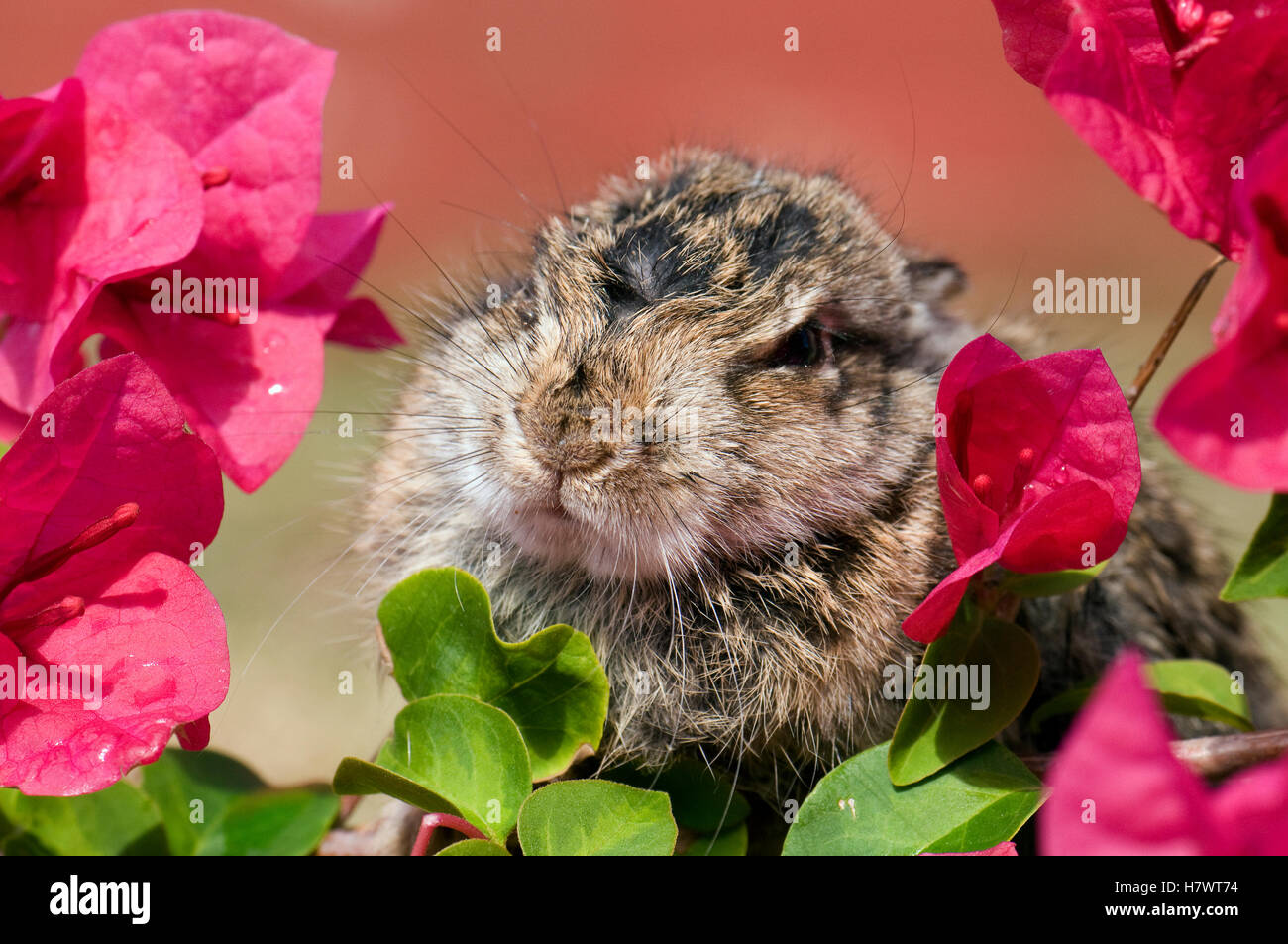 Eastern Cottontail Rabbit (Sylvilagus floridanus) juvenile, Texas Stock ...