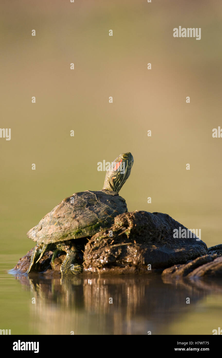 Red-eared Slider (Trachemys scripta elegans) on a pile of mud, Texas ...