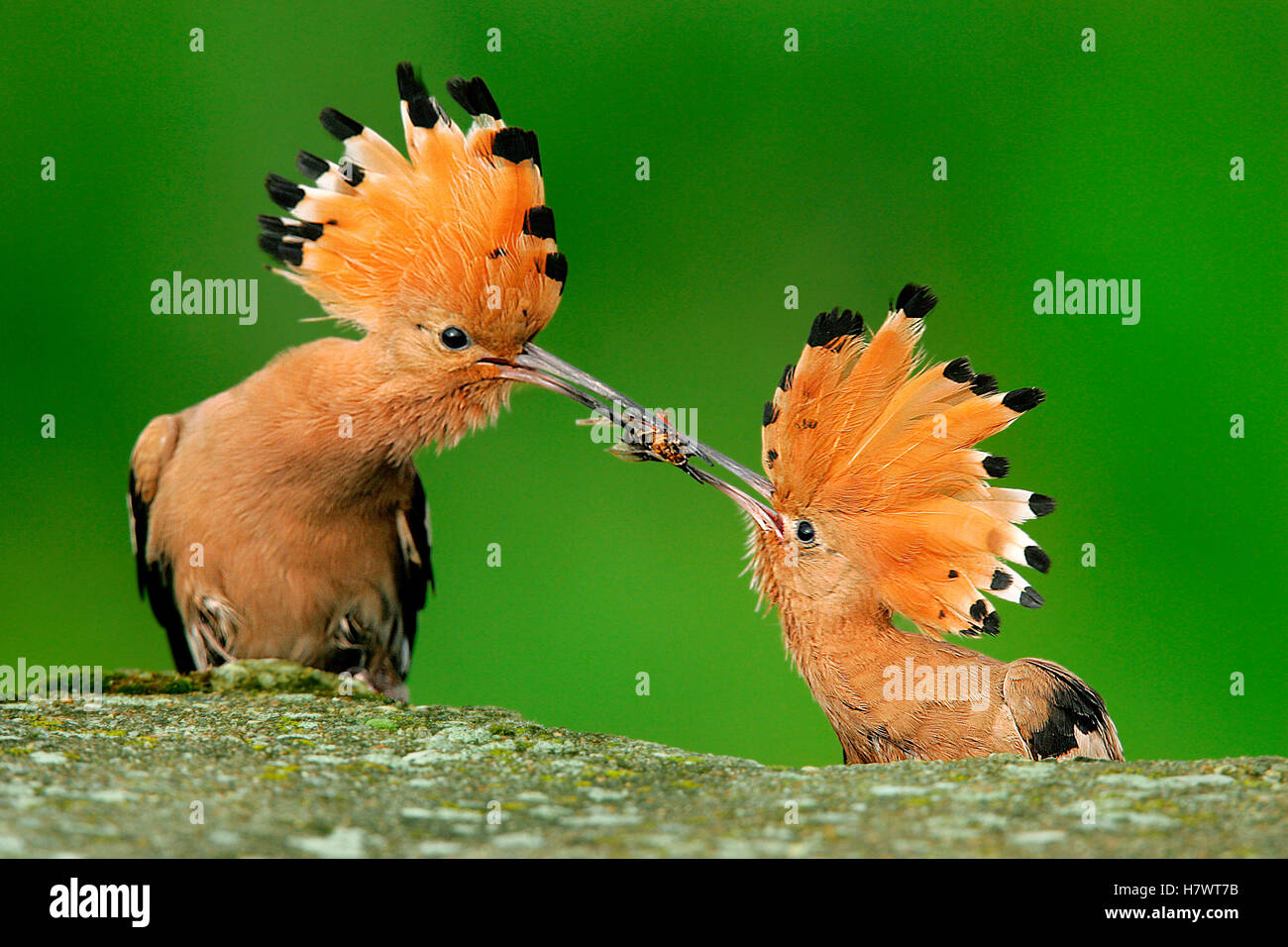 Eurasian Hoopoe (Upupa epops) pair in courtship, male passing female a ...