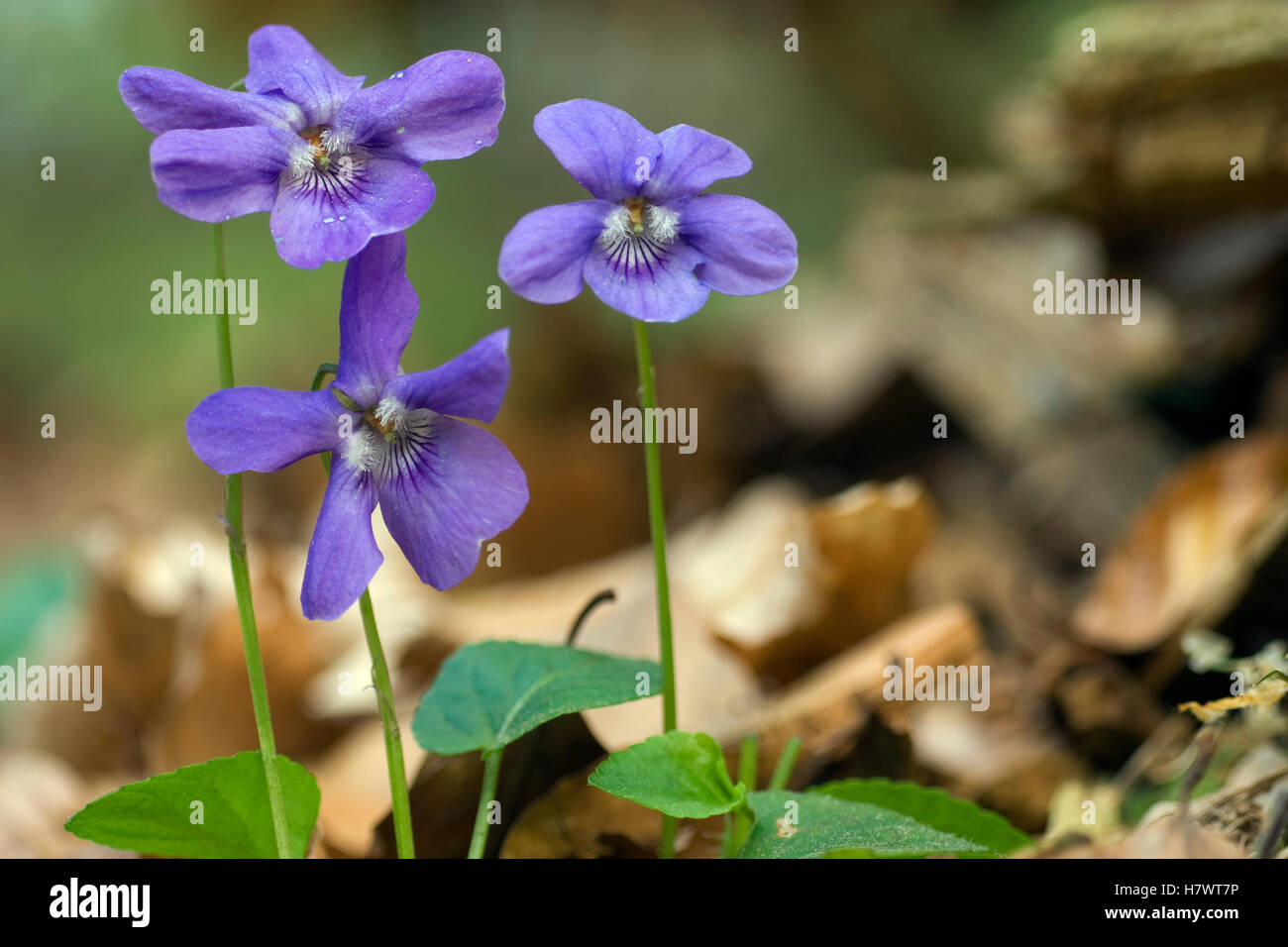 Forest-violet (Viola sylvestris) flowers, Germany Stock Photo - Alamy