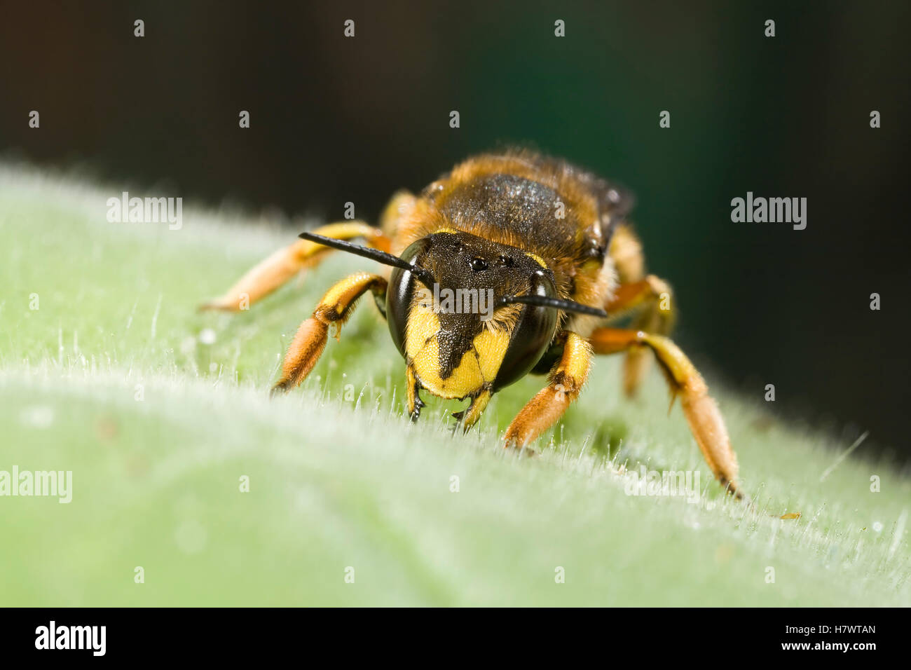 Wool Carder Bee (Anthidium manicatum) female, Den Helder, Noord-Holland ...