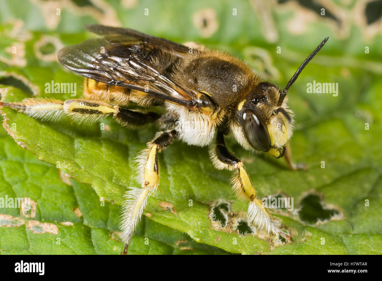 Wool Carder Bee (Anthidium manicatum) male, Den Helder, Noord-Holland ...