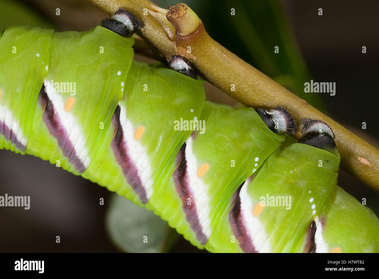 Privet Hawk Moth (Sphinx ligustri) caterpillar, Den Helder, Noord ...