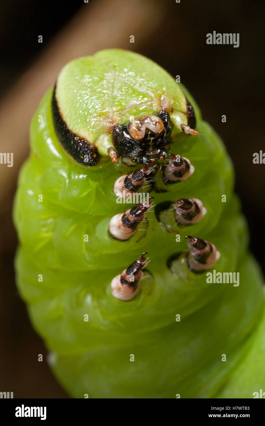Privet Hawk Moth (Sphinx ligustri) caterpillar, Den Helder, Noord ...