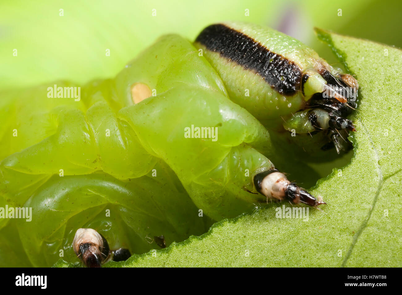 Privet Hawk Moth (Sphinx ligustri) caterpillar feeding, Den Helder ...