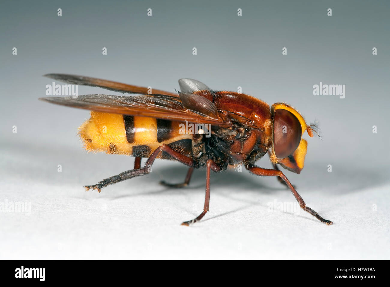 Hornet Mimic Hoverfly (Volucella zonaria) female, Den Helder, Noord ...