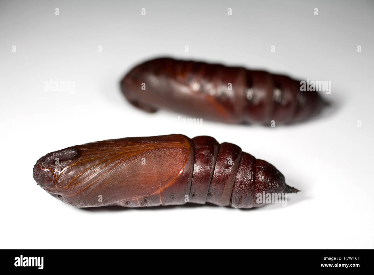 Privet Hawk Moth (Sphinx ligustri) pupae, Den Helder, Noord-Holland ...