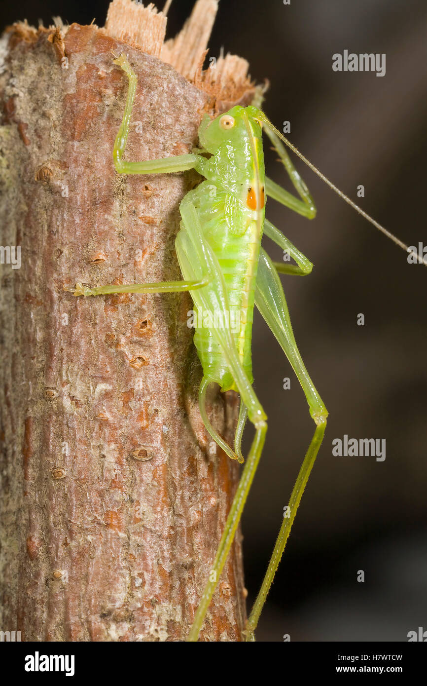 Southern Oak Bush-cricket (Meconema meridionale) male, Den Helder ...