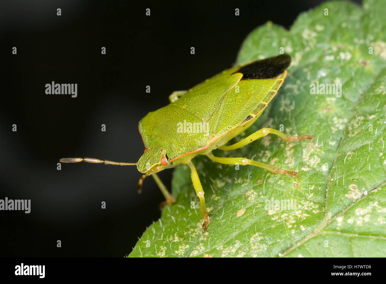 Green Shield Bug (Palomena prasina), Den Helder, Noord-Holland ...
