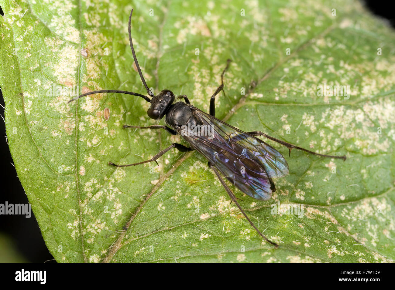 Spider Wasp (Priocnemis carbonarius) female, Den Helder, Noord-Holland ...