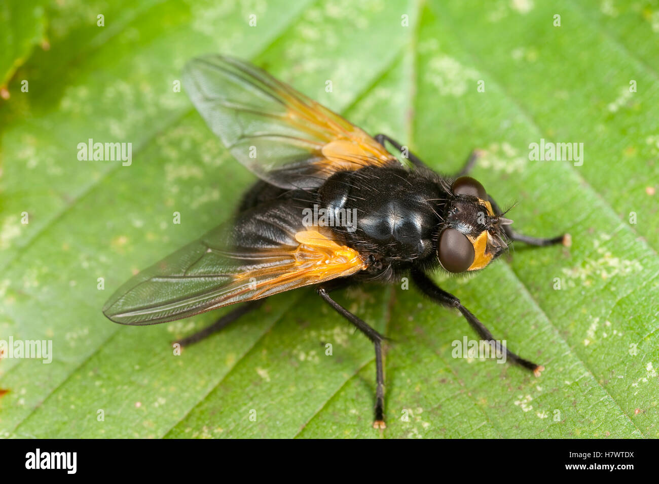 Noon Fly (Mesembrina meridiana) female, Bissen, Limburg, Netherlands ...
