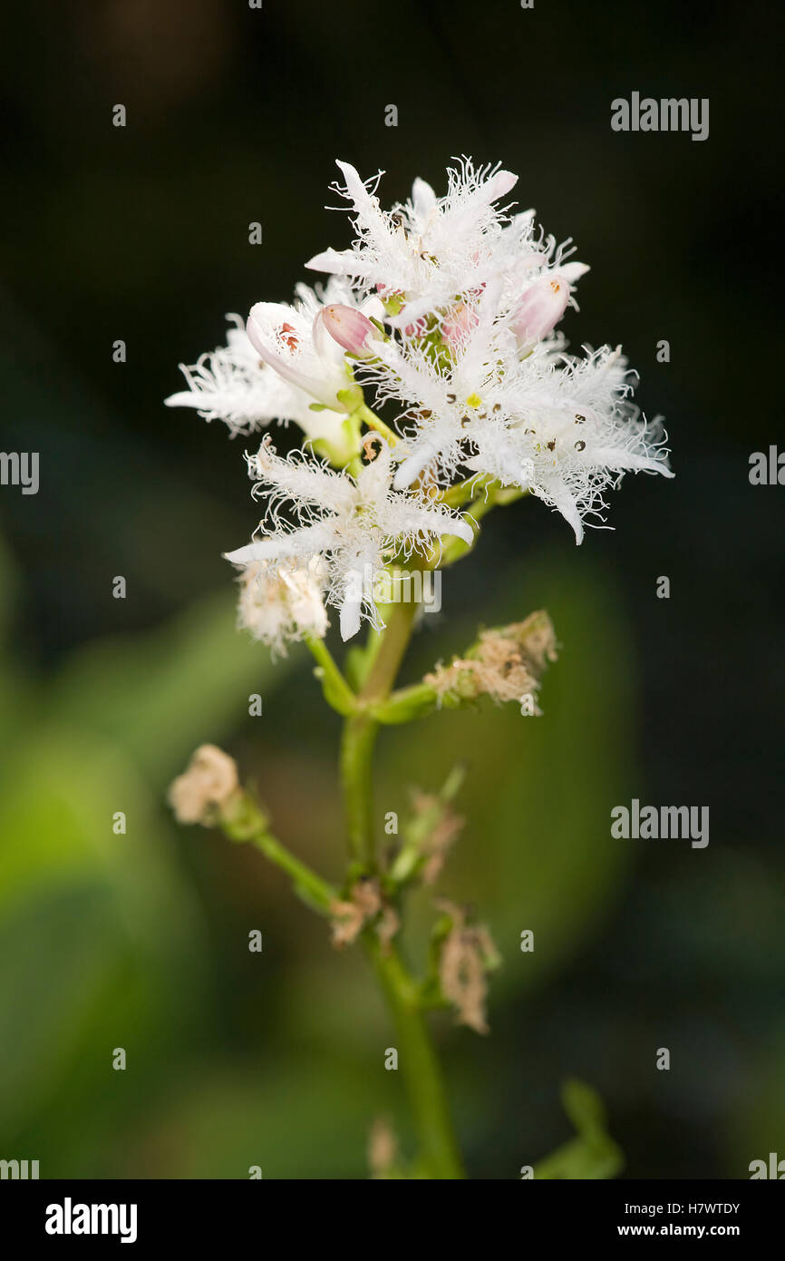 Bogbean (Menyanthes trifoliata) flowering, Den Helder, Noord-Holland ...