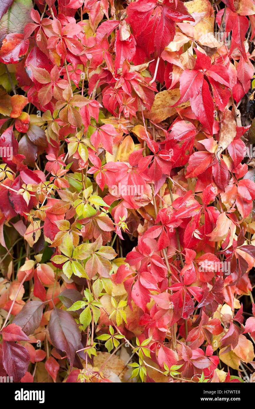 Virginia Creeper (Parthenocissus quinquefolia) foliage in autumn ...