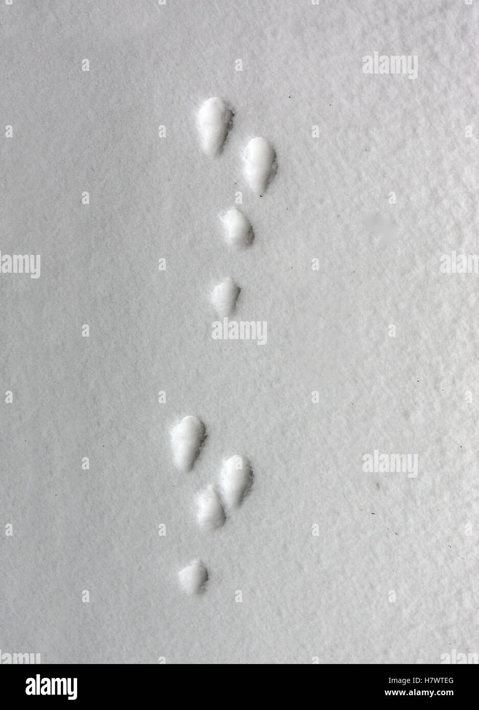 Arctic Hare (Lepus arcticus) tracks in the snow, Abisko, Sweden Stock ...