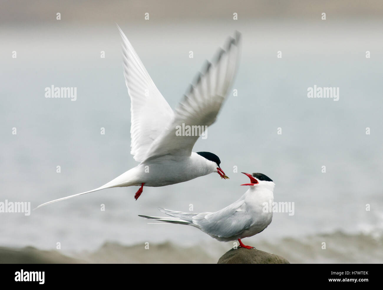 Arctic Tern (Sterna paradisaea) male feeding fish to female during ...