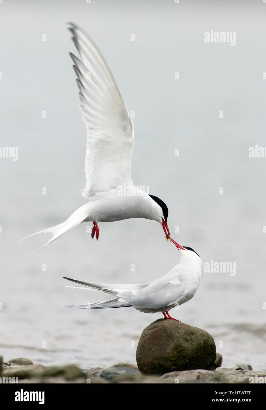 Arctic Tern (Sterna paradisaea) male feeding fish to female, Svalbard ...