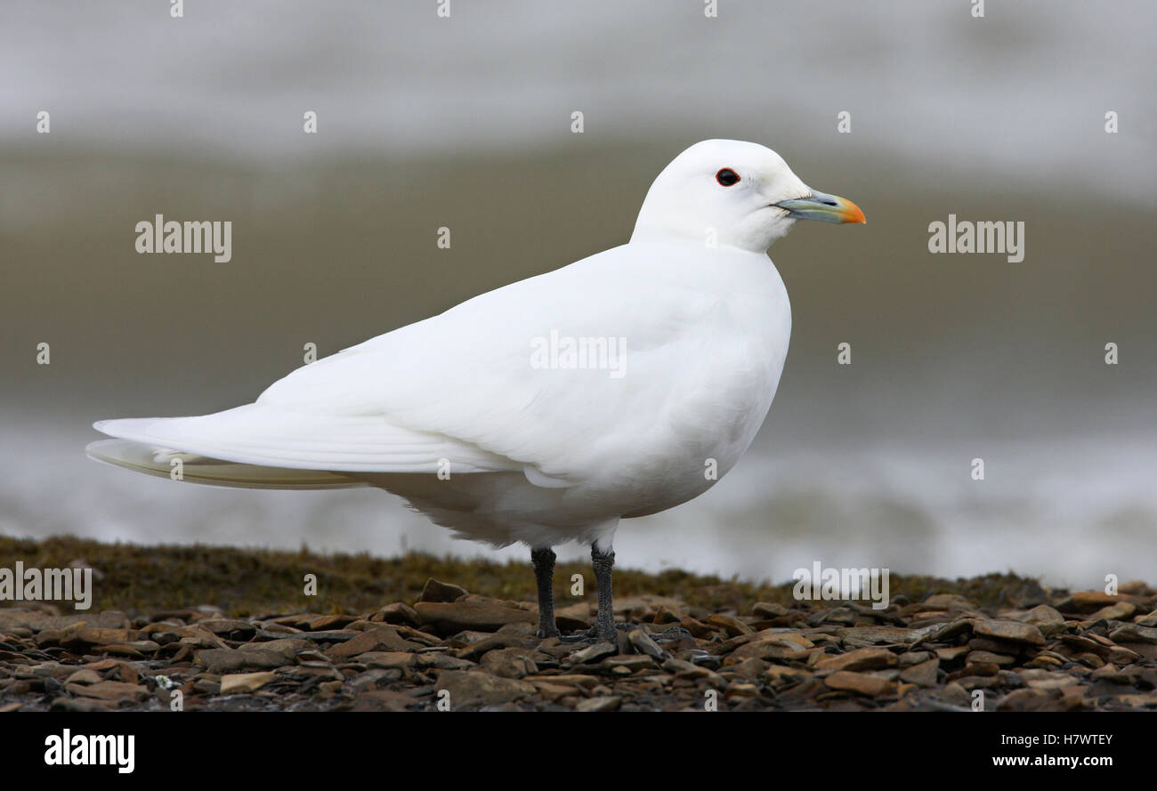 Ivory Gull (Pagophila eburnea), Svalbard, Norway Stock Photo - Alamy