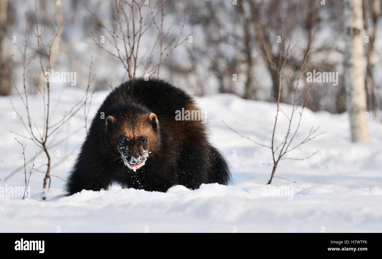 Wolverine (Gulo gulo) in snow, Norway Stock Photo - Alamy