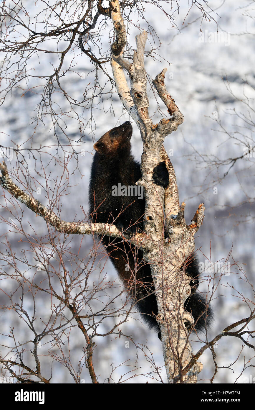 Wolverine (Gulo gulo) climbing tree, Norway Stock Photo - Alamy