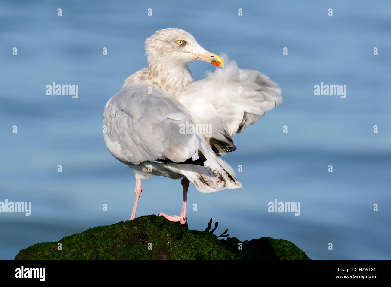 Herring Gull (Larus argentatus) preening, South Holland, Netherlands Stock Photo - Alamy