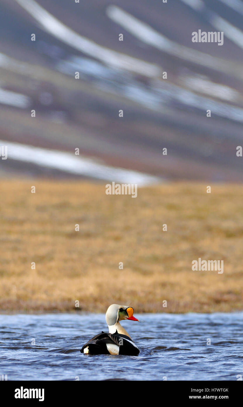King Eider (Somateria spectabilis) male swimming, Svalbard, Norway ...