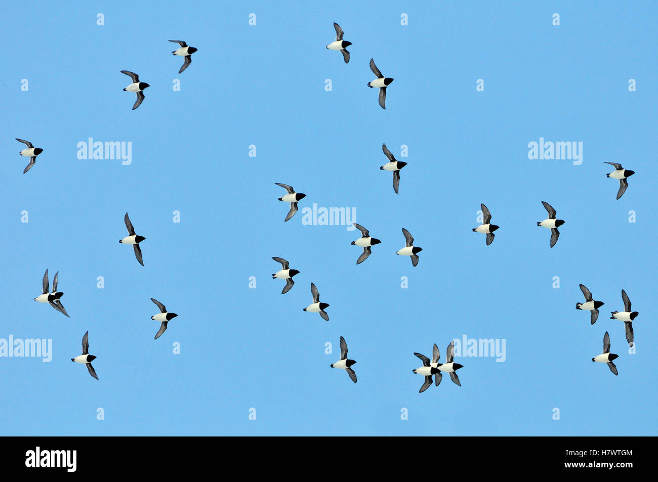Little Auk (Alle alle) flock flying, Svalbard, Norway Stock Photo - Alamy