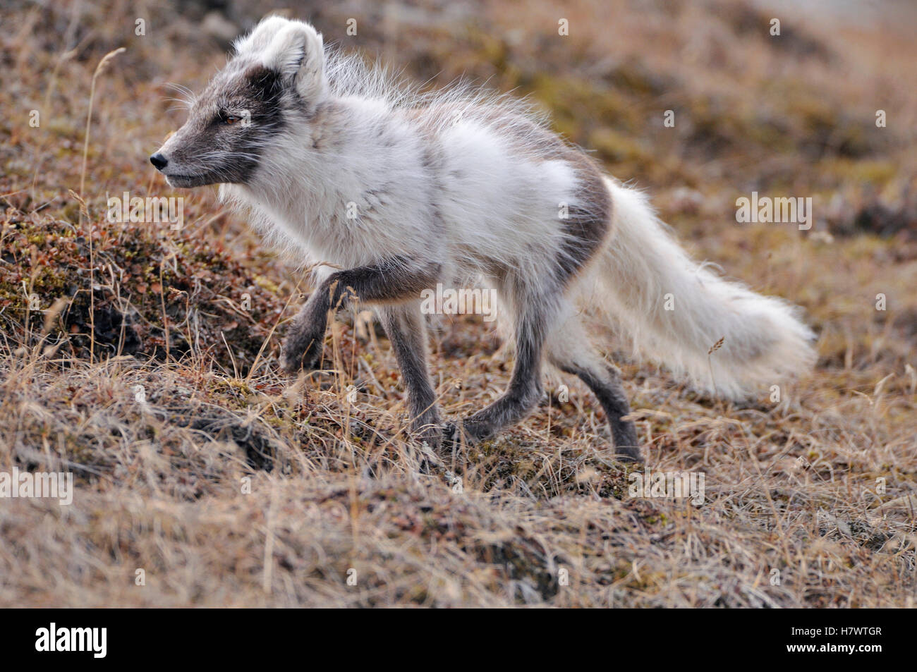 Arctic Fox (Alopex lagopus) molting, Svalbard, Norway Stock Photo - Alamy