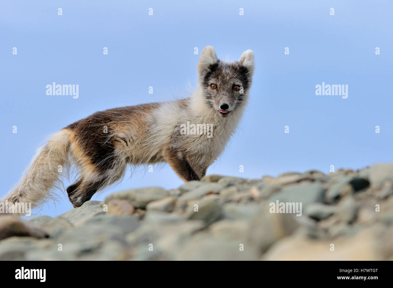 Arctic Fox (Alopex lagopus) molting, Svalbard, Norway Stock Photo - Alamy
