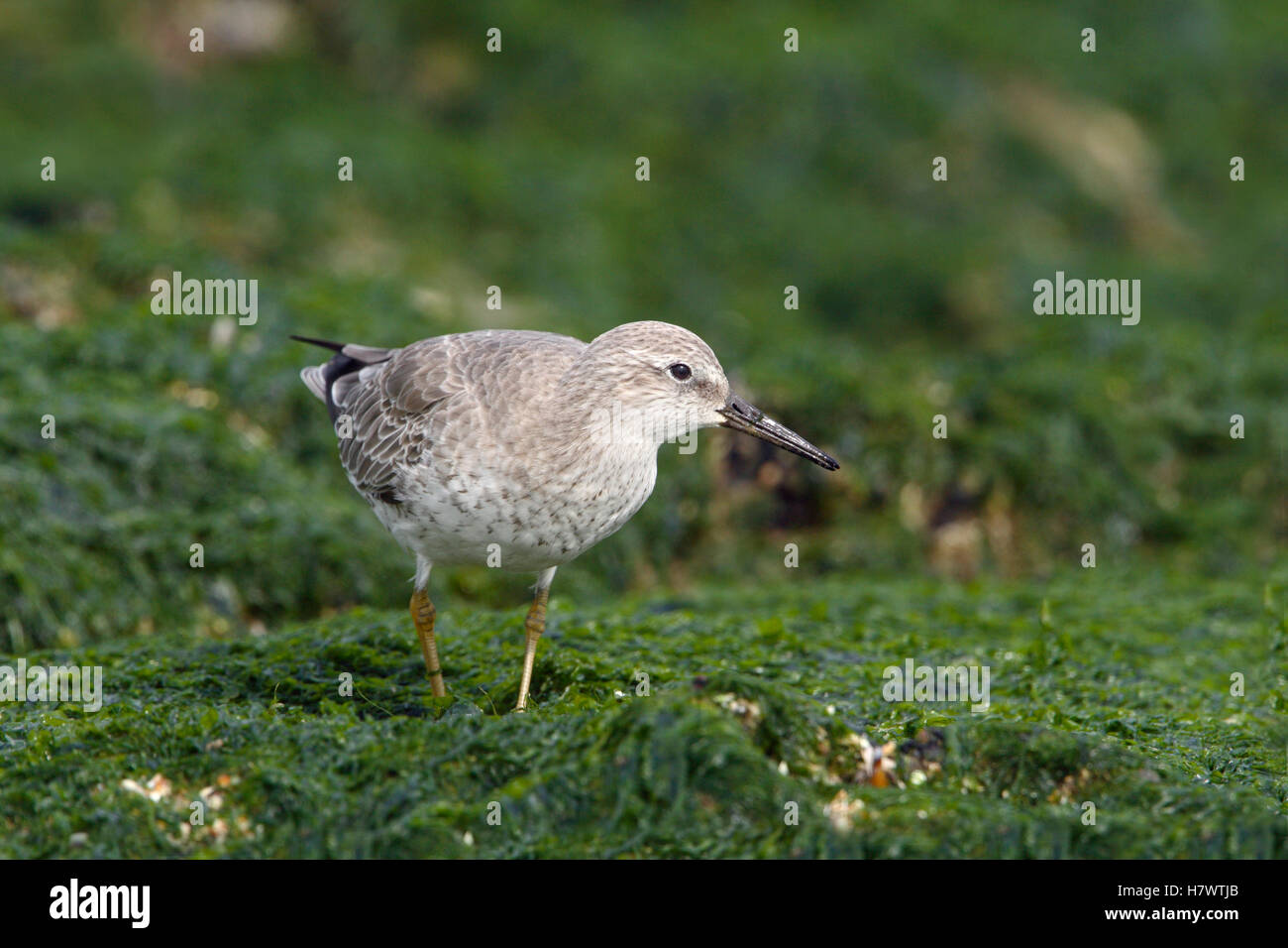 Red Knot (Calidris canutus), Noord-Holland, Netherlands Stock Photo - Alamy