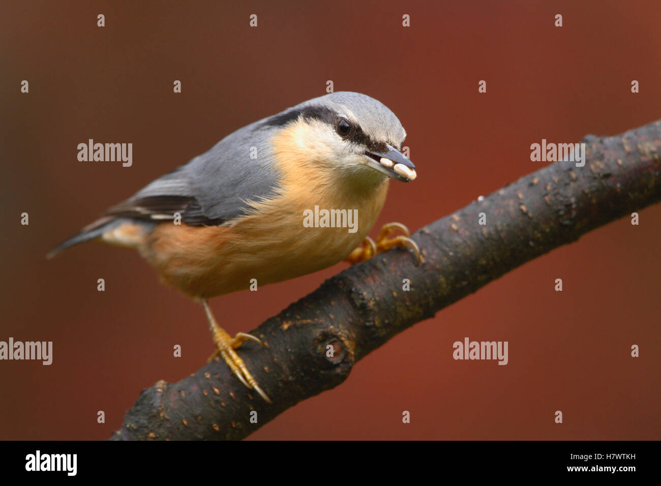 Wood Nuthatch (Sitta europaea) with seeds in its bill, Utrecht ...