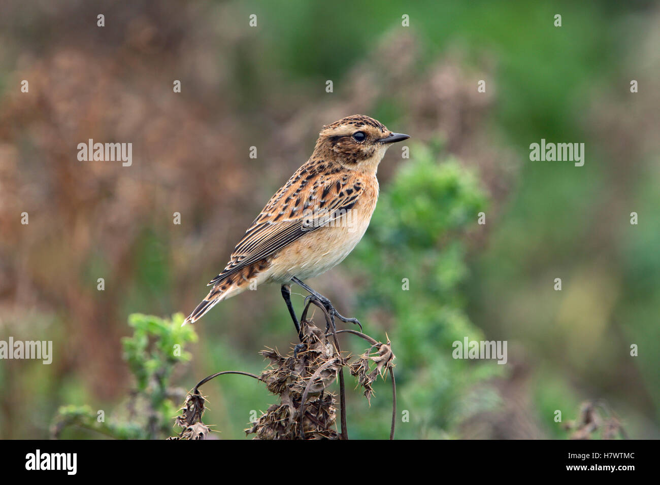 Whinchat (Saxicola rubetra) female, South Holland, Netherlands Stock ...