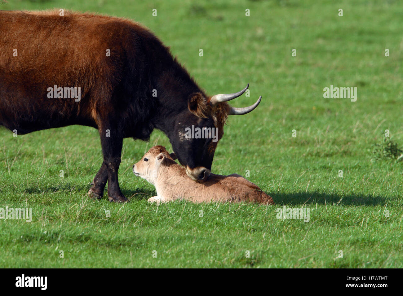 Domestic Cattle (Bos taurus) cow nuzzling calf, Flevoland, Netherlands ...