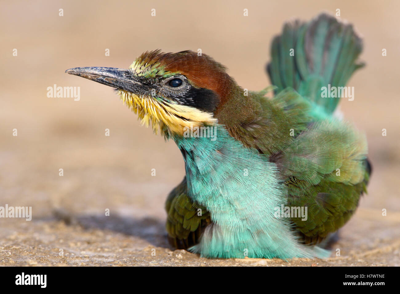 European Bee-eater (Merops apiaster) juvenile, Spain Stock Photo - Alamy