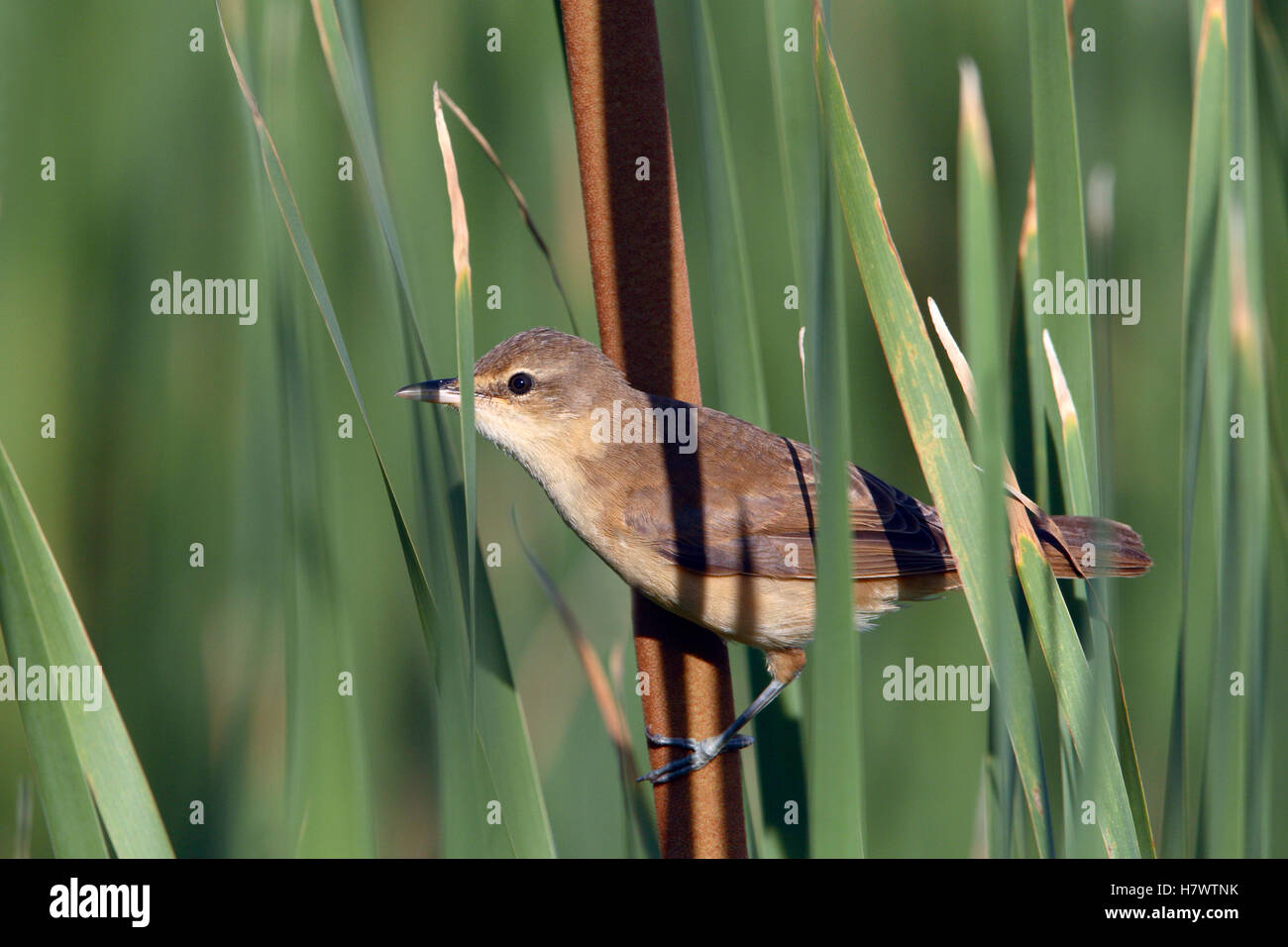 Great Reed-Warbler (Acrocephalus arundinaceus), Spain Stock Photo - Alamy