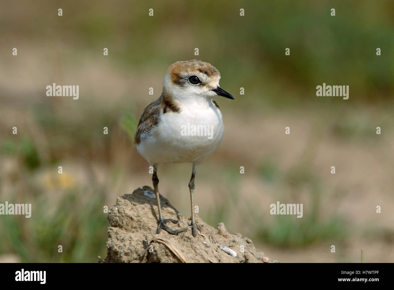 Kentish Plover (Charadrius alexandrinus), Spain Stock Photo - Alamy