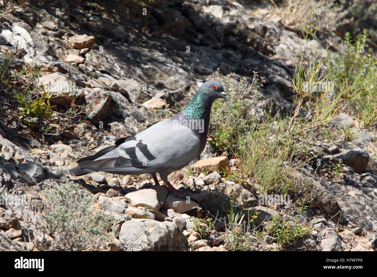 Rock Dove (Columba livia), Spain Stock Photo - Alamy