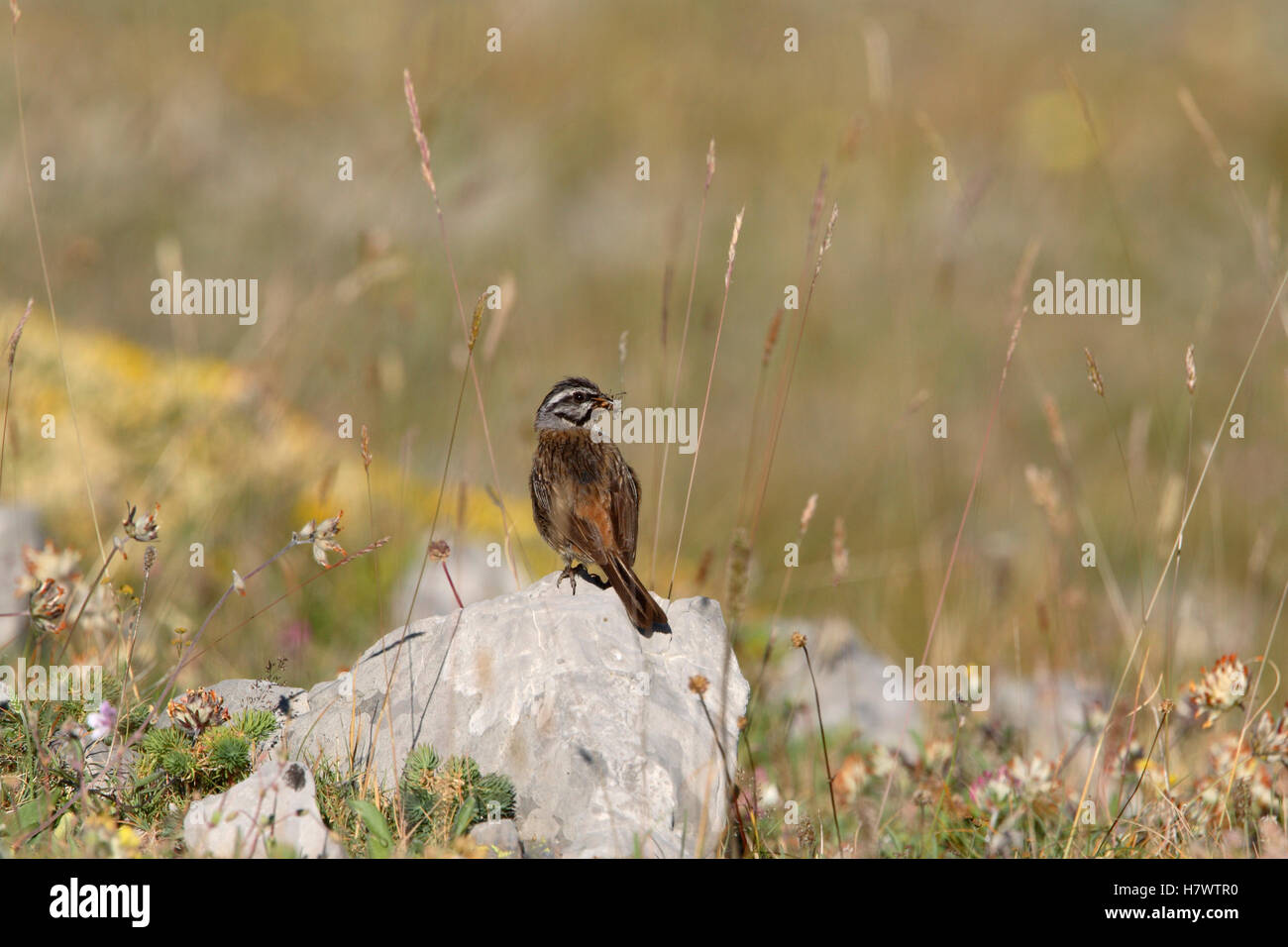Rock Bunting (Emberiza cia) with insects in its bill, Spain Stock Photo ...