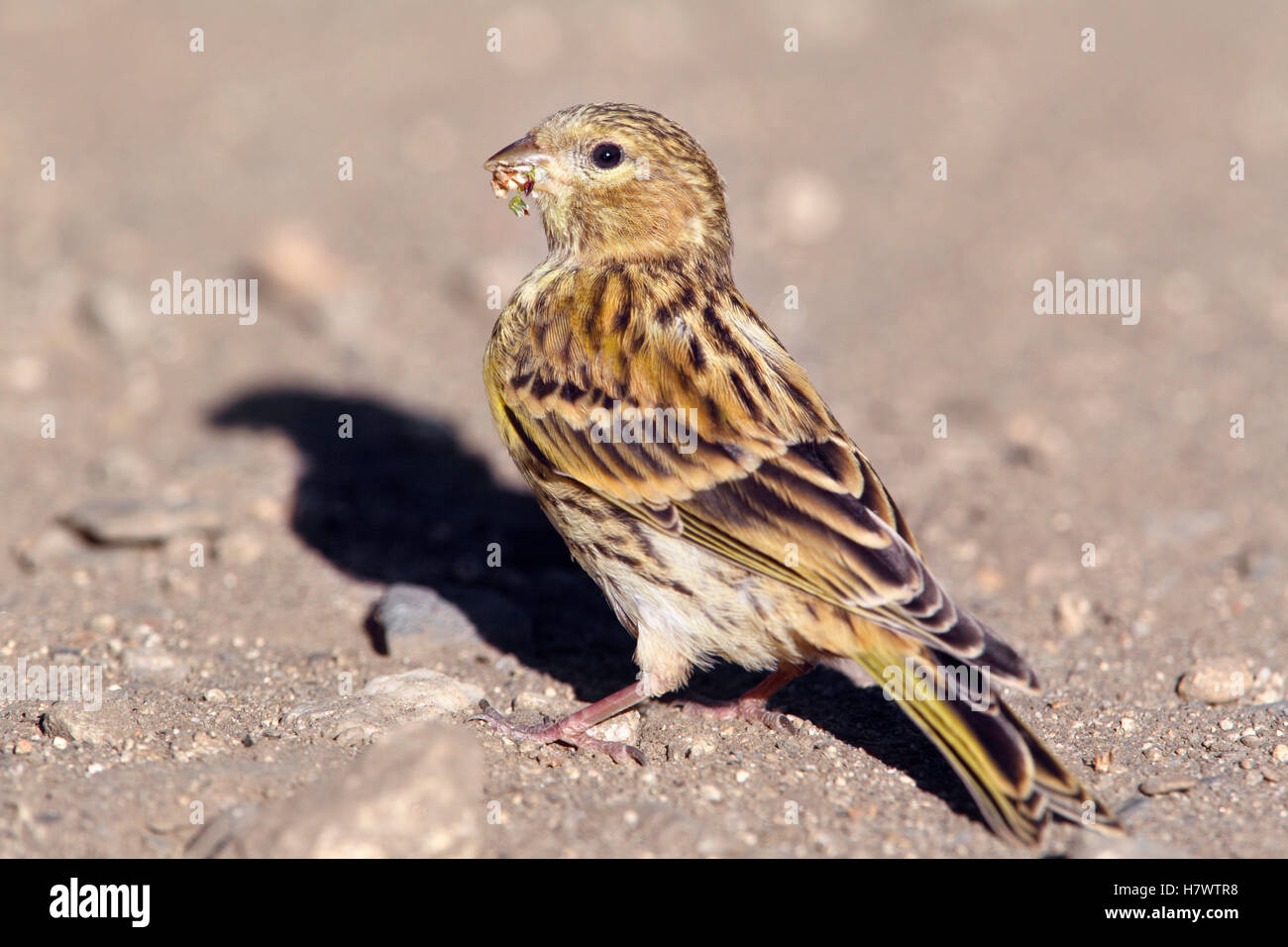 European Serin (Serinus serinus) female with seed, Spain Stock Photo ...