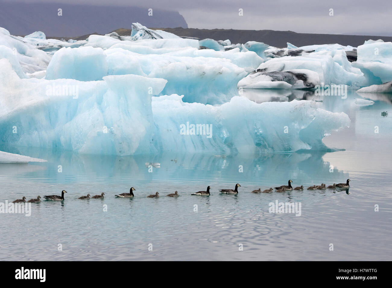 Barnacle Goose (Branta leucopsis) group with chicks swimming next to an ...