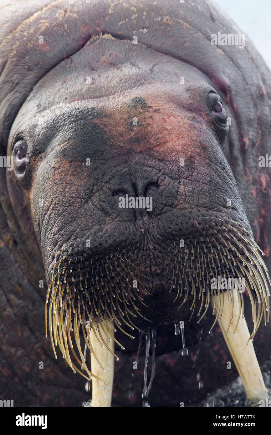 Walrus (Odobenus rosmarus) portrait, Svalbard, Norway Stock Photo - Alamy