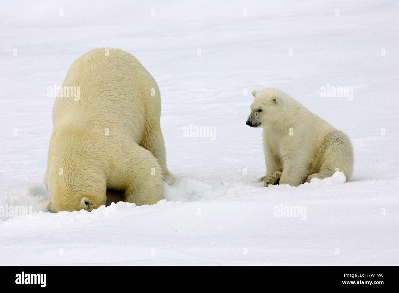 Polar Bear (Ursus maritimus) with cub hunting for prey underneath the ...